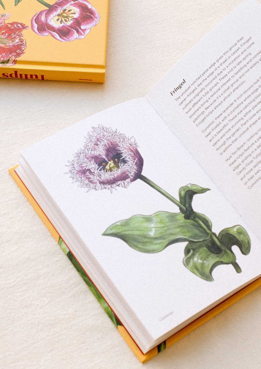 Tulips: A Little Book Of Flowers – LEIF