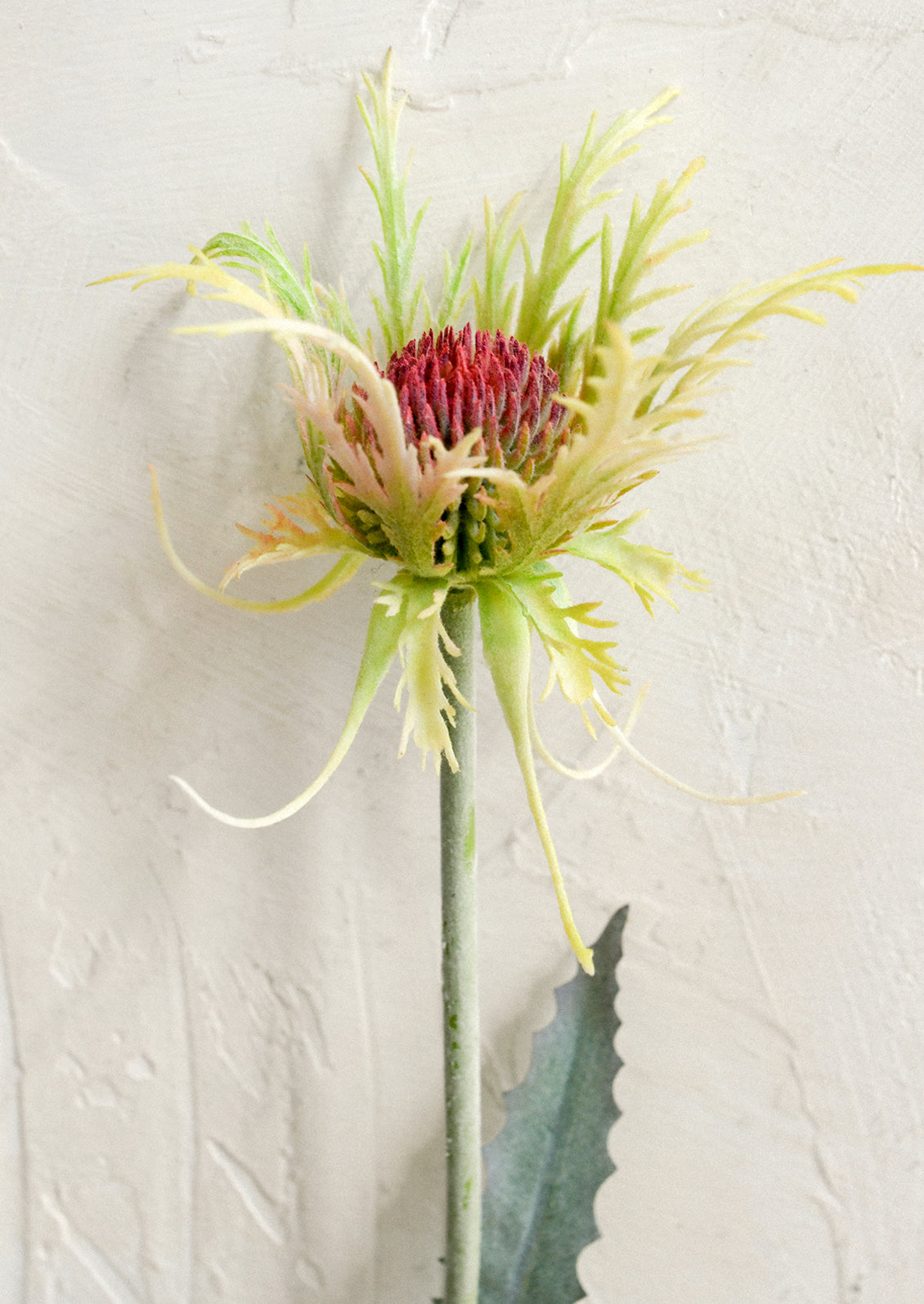 Faux Thistle Stem – LEIF