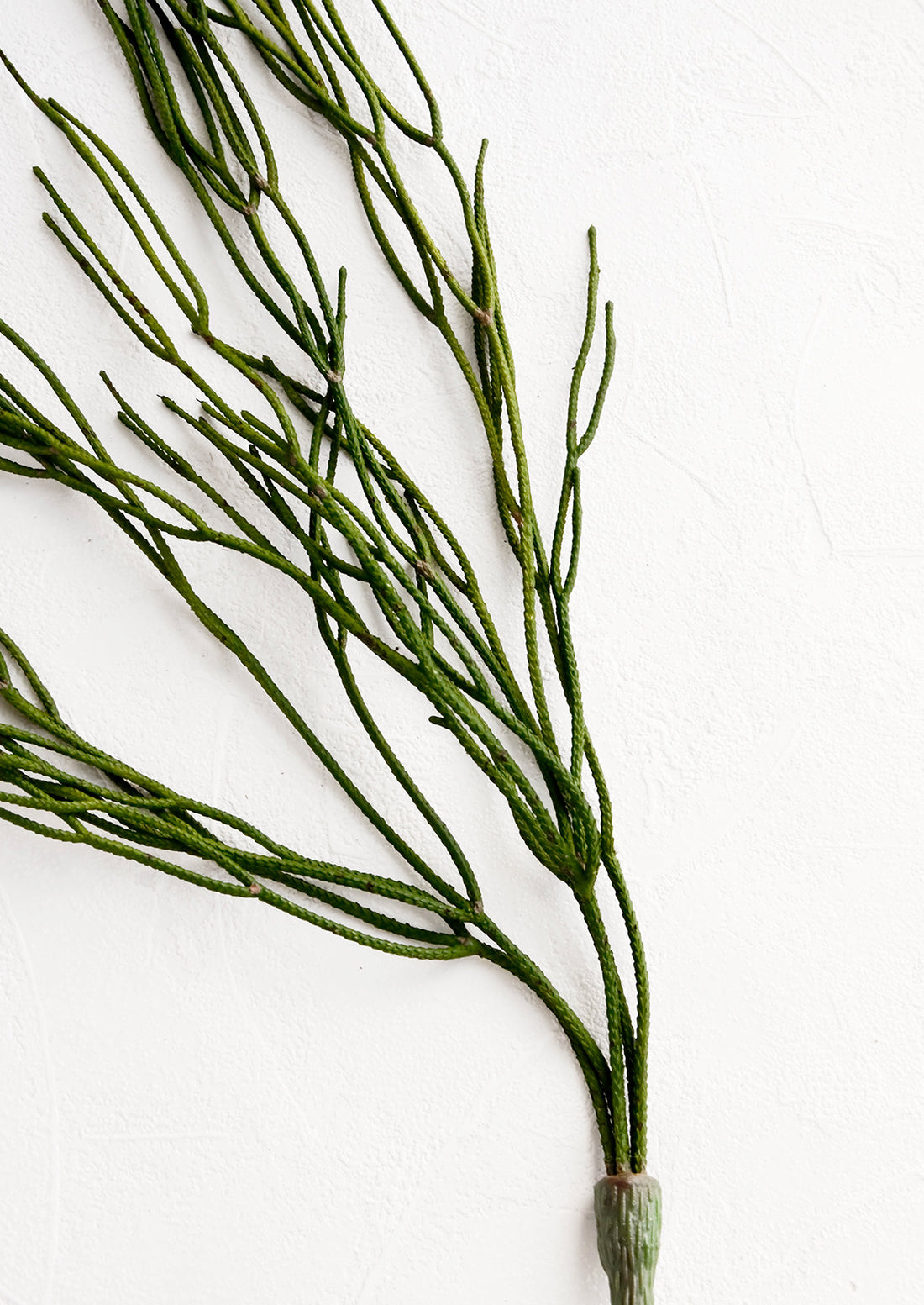 Faux Trailing Rhipsalis Cactus – LEIF