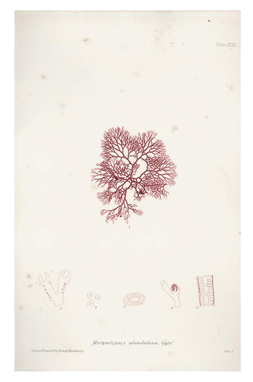 Vintage Seaweed Print, Microcladia Glandulosa – LEIF